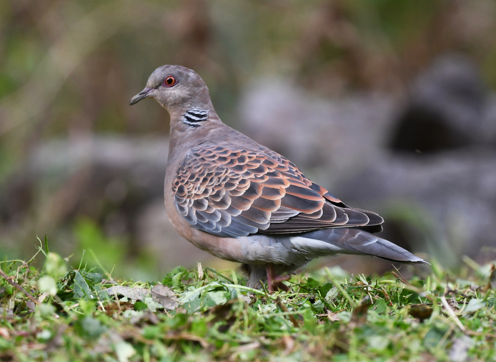 Oriental Turtle-Dove from Gangseo-gu, Seoul, South Korea on October 21 ...