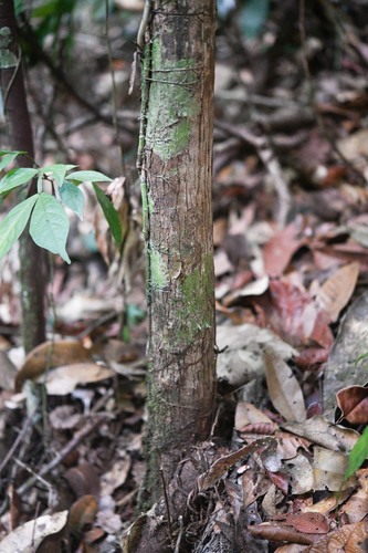 Micropholis trunciflora · iNaturalist United Kingdom