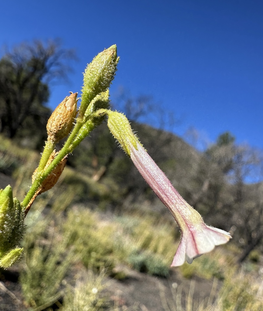Coyote Tobacco from Coconino County, AZ, USA on September 22, 2024 at ...