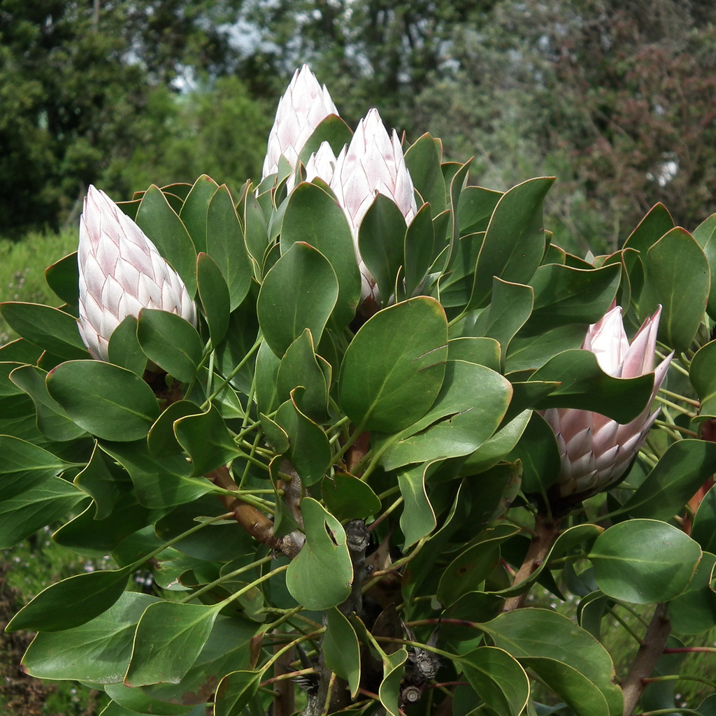 King Protea from Garden Route Botanical Garden on October 20, 2024 at ...