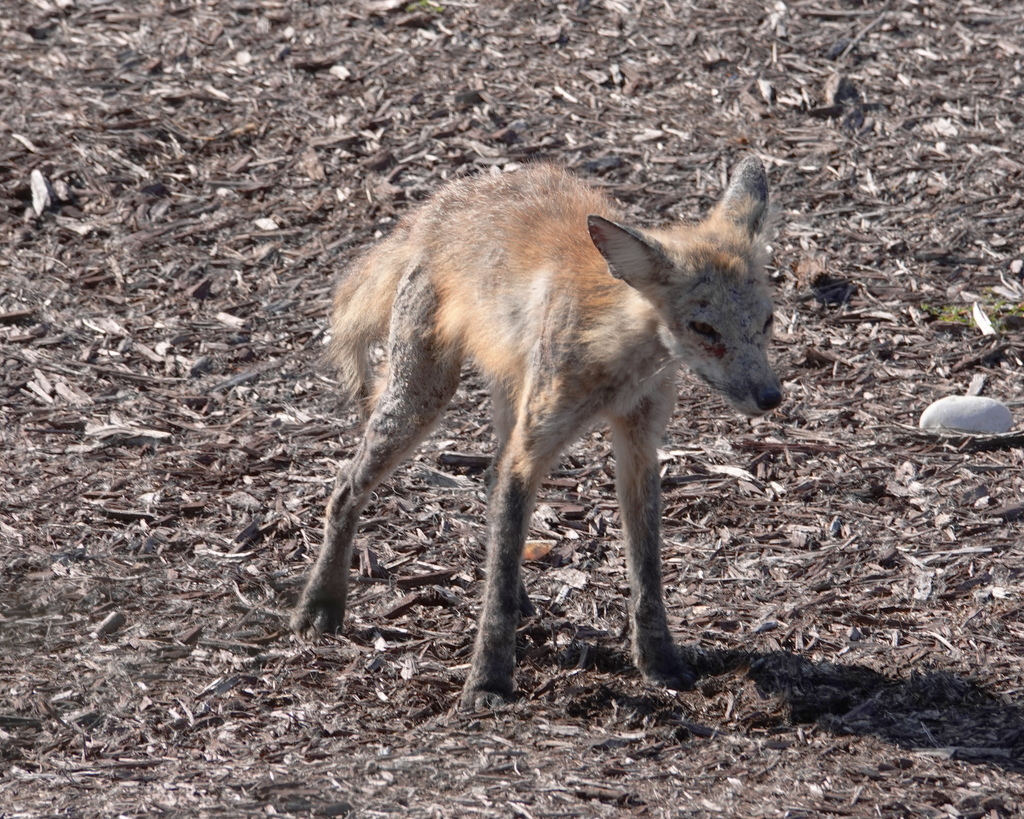 Red Fox from Ocean Isle Beach, NC, USA on October 23, 2024 at 08:26 AM ...