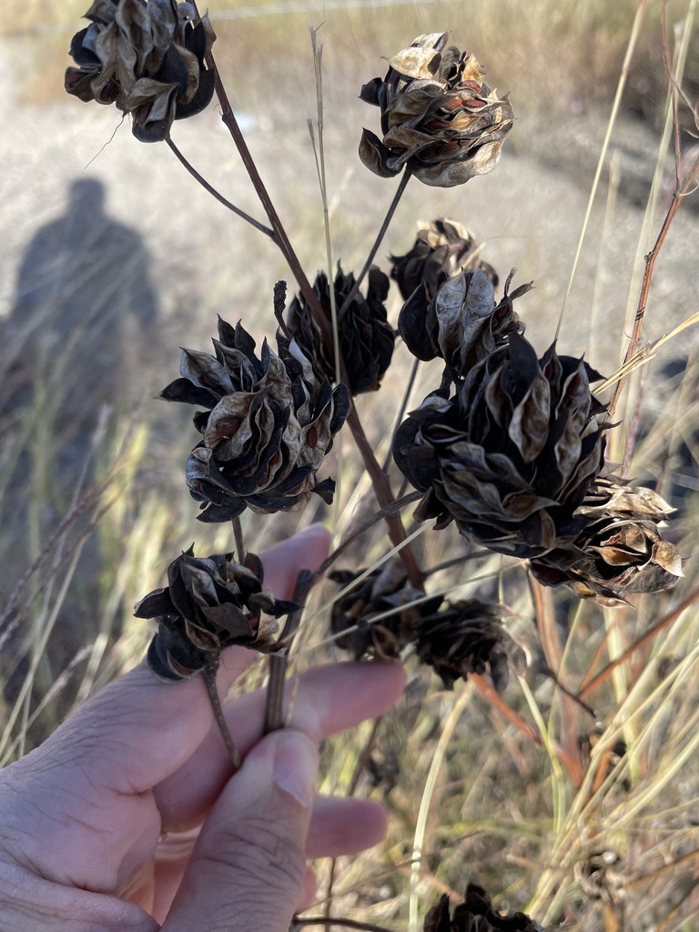 Illinois bundleflower from FM-51, Bluff Dale, TX, US on October 23 ...