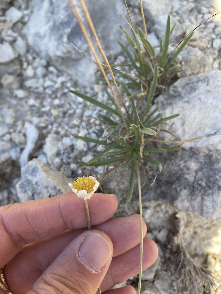 Stemmy Four-nerved Daisy from SH-220, Stephenville, TX, US on October ...