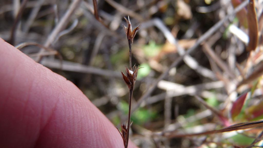 Low Nutrush from Predqu'ile PP, Brighton, ON, Canada on October 8, 2013 ...