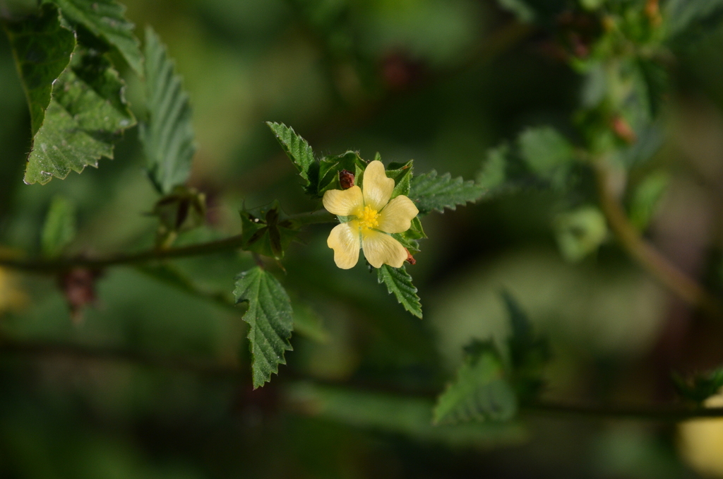 three-lobe false mallow from Brazos Bend State Park, 21901 Farm to ...