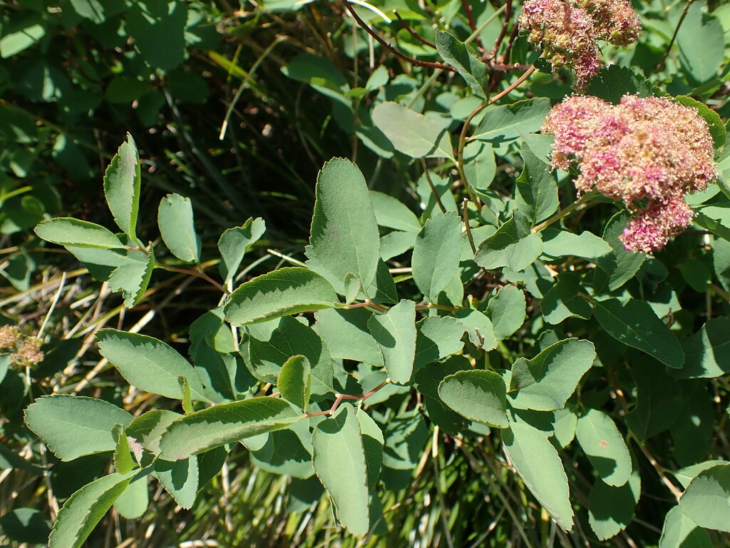 Mountain Spirea from Flathead County, MT, USA on August 2, 2024 at 01: ...