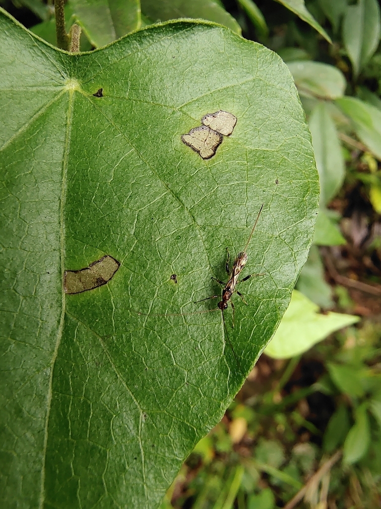 Spathius from Yichun, CN-JX, CN on October 19, 2024 at 02:54 PM by ...