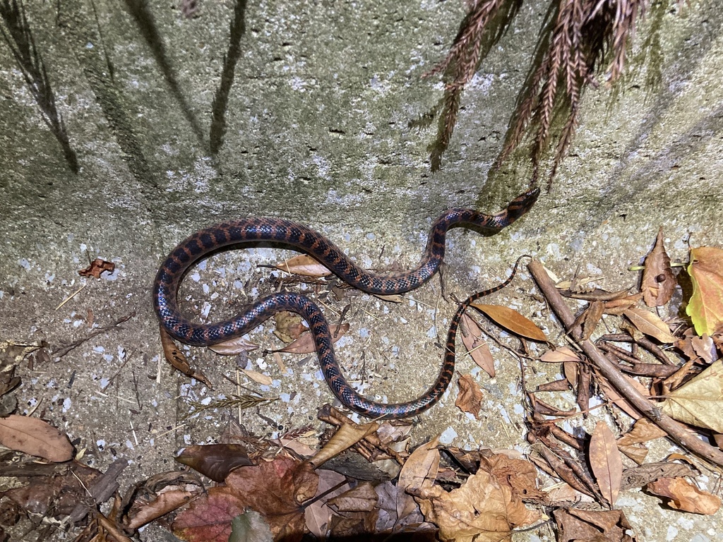 Lycodon rufozonatus rufozonatus in August 2024 by rockfish17 · iNaturalist