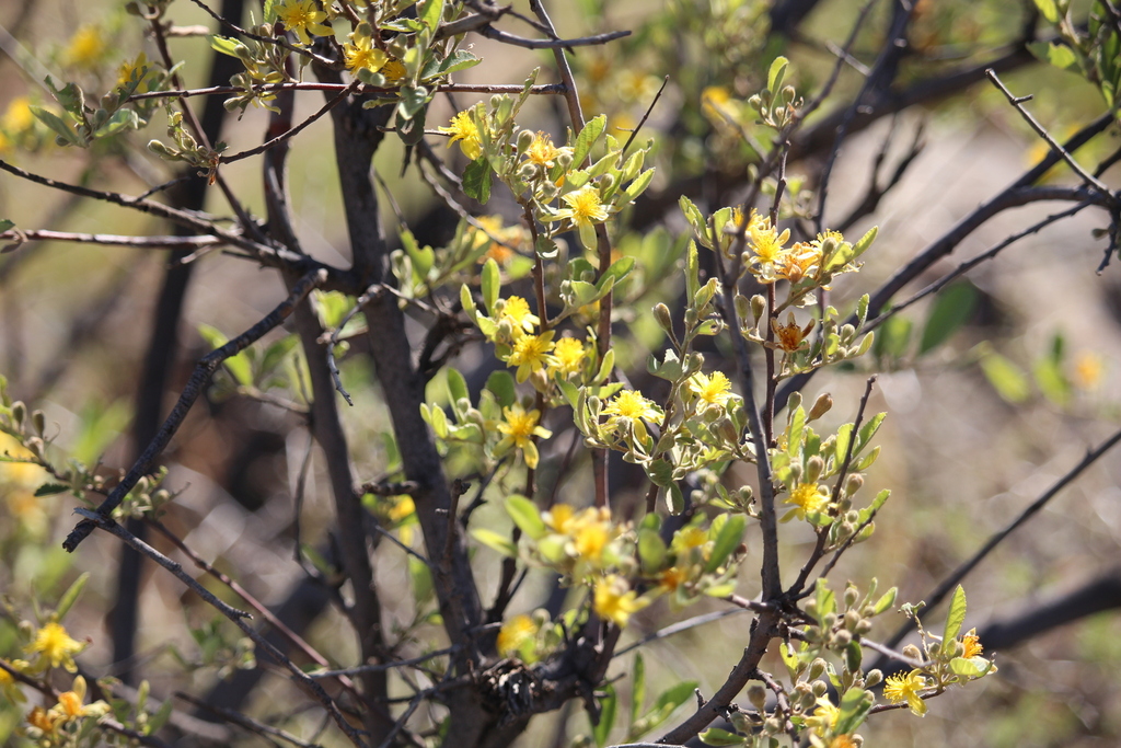 Velvet Raisin from West Rand District Municipality, South Africa on ...