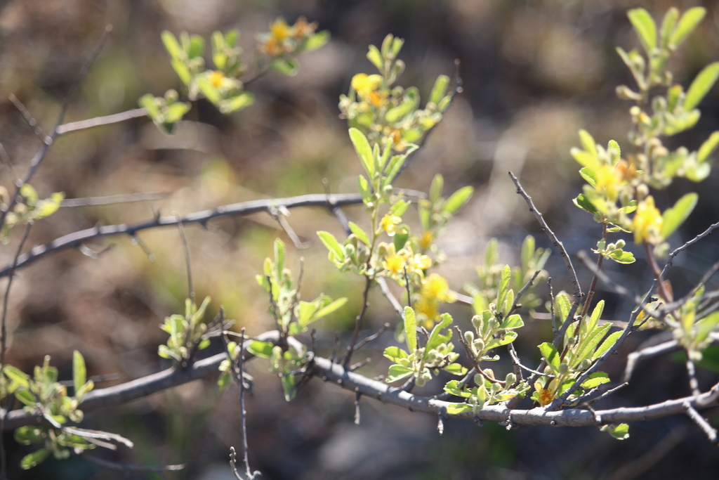 Velvet Raisin from West Rand District Municipality, South Africa on ...