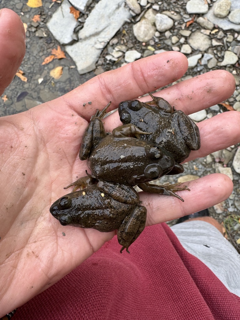 American Bullfrog from Elk Creek, Fairview, PA, US on October 23, 2024 ...