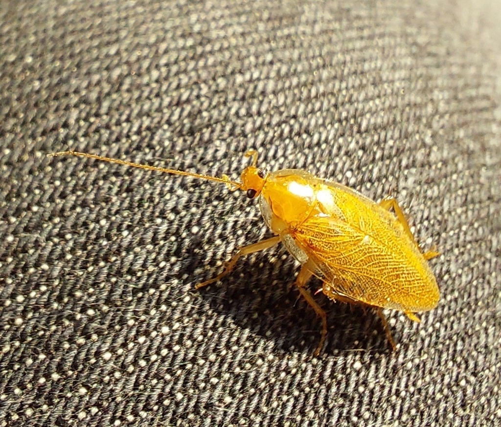Amber Wood Cockroach from Zorlentu Mare, Romania on October 22, 2024 at ...