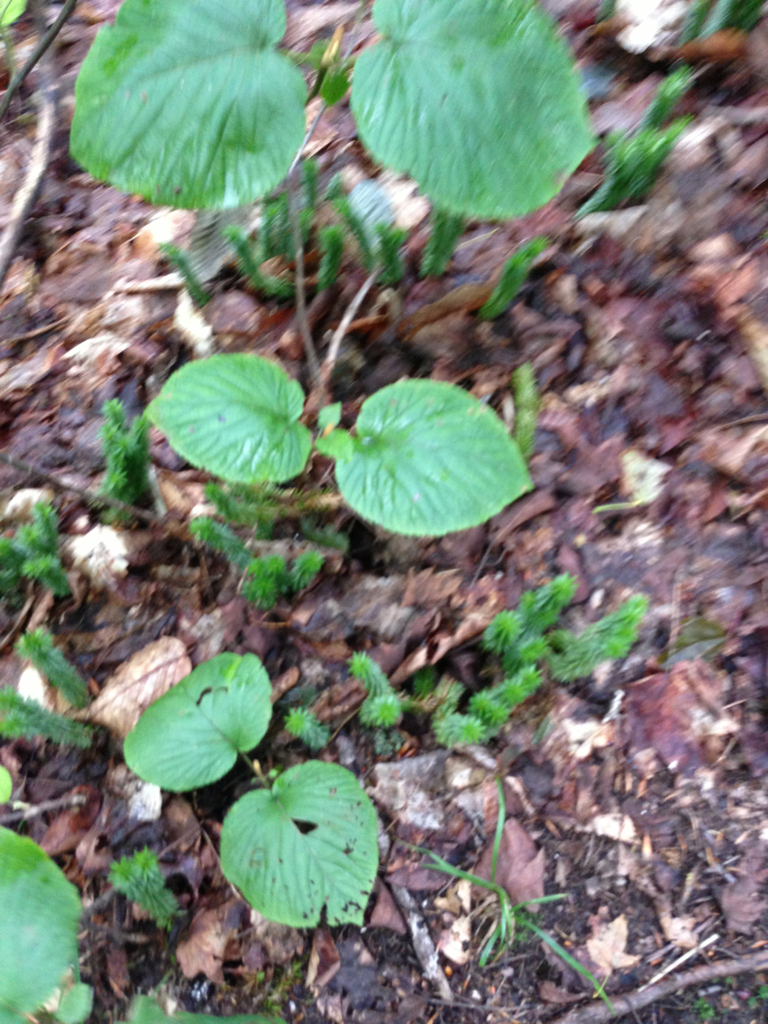 shining firmoss from 05860, Barton, Vermont, US on August 3, 2013 at 01 ...