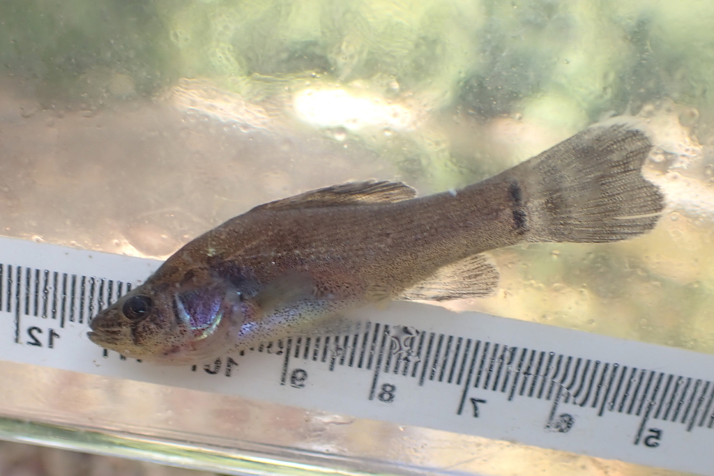 Western Pirate Perch from Dallas County, AL, USA on August 28, 2024 at ...