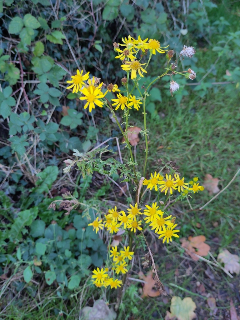 ragwort from Wallington SM6 7NN, UK on October 19, 2024 at 05:03 PM by ...