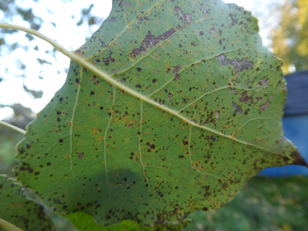 Poplar Leaf Rust Fungus from Morden, UK on October 23, 2024 at 05:12 PM ...