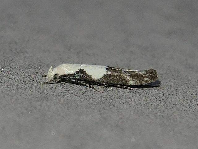 Circumscript Mompha from Jamaica Bay Wildlife Refuge, Queens, NY, USA ...
