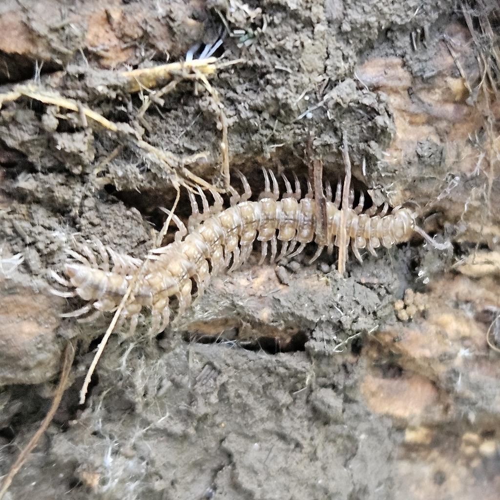 Polydesmus from Québec City, QC G1R, Canada on October 23, 2024 at 12: ...