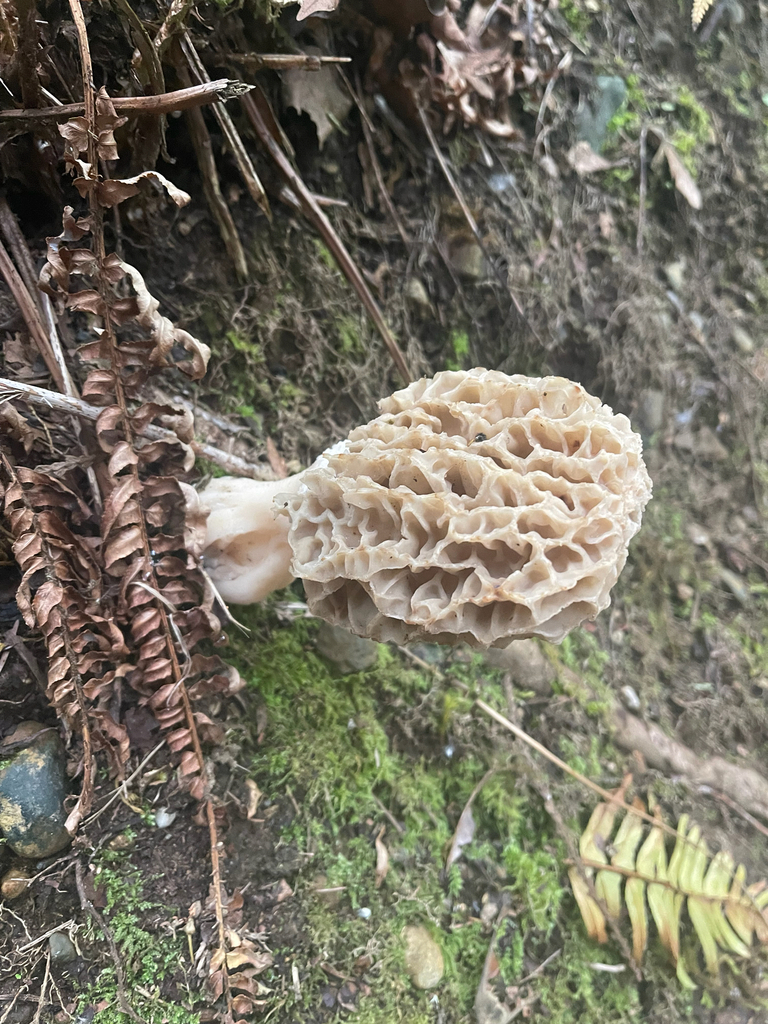 Mountain Blond Morel from Newcastle, WA, US on June 01, 2022 at 06:31 ...