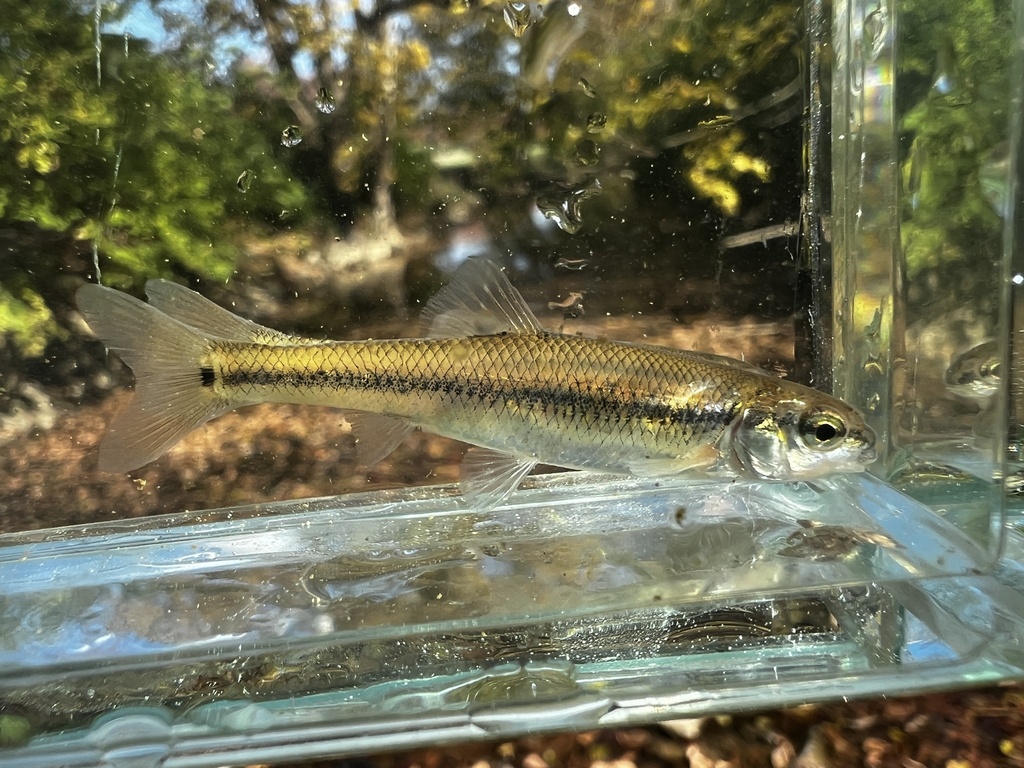 Bluntnose Minnow (Pimephales notatus) - Marine Life Identification