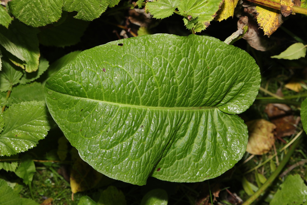 broad-leaved dock from Court Farm Woods, Court Avenue, Halewood ...