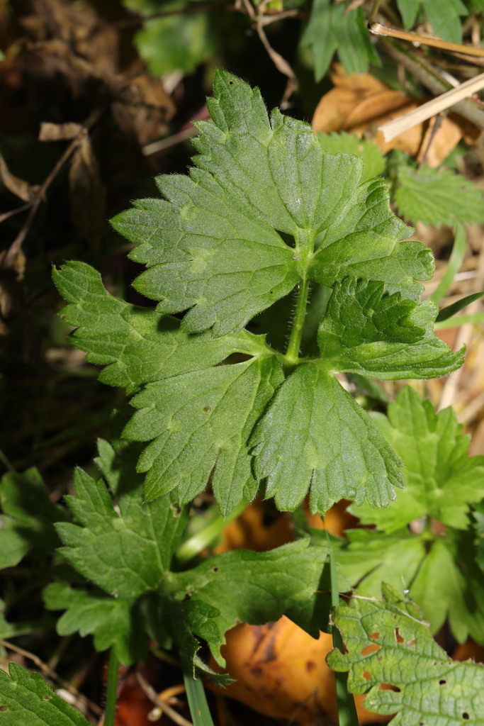 Creeping buttercup from Court Farm Woods, Court Avenue, Halewood ...