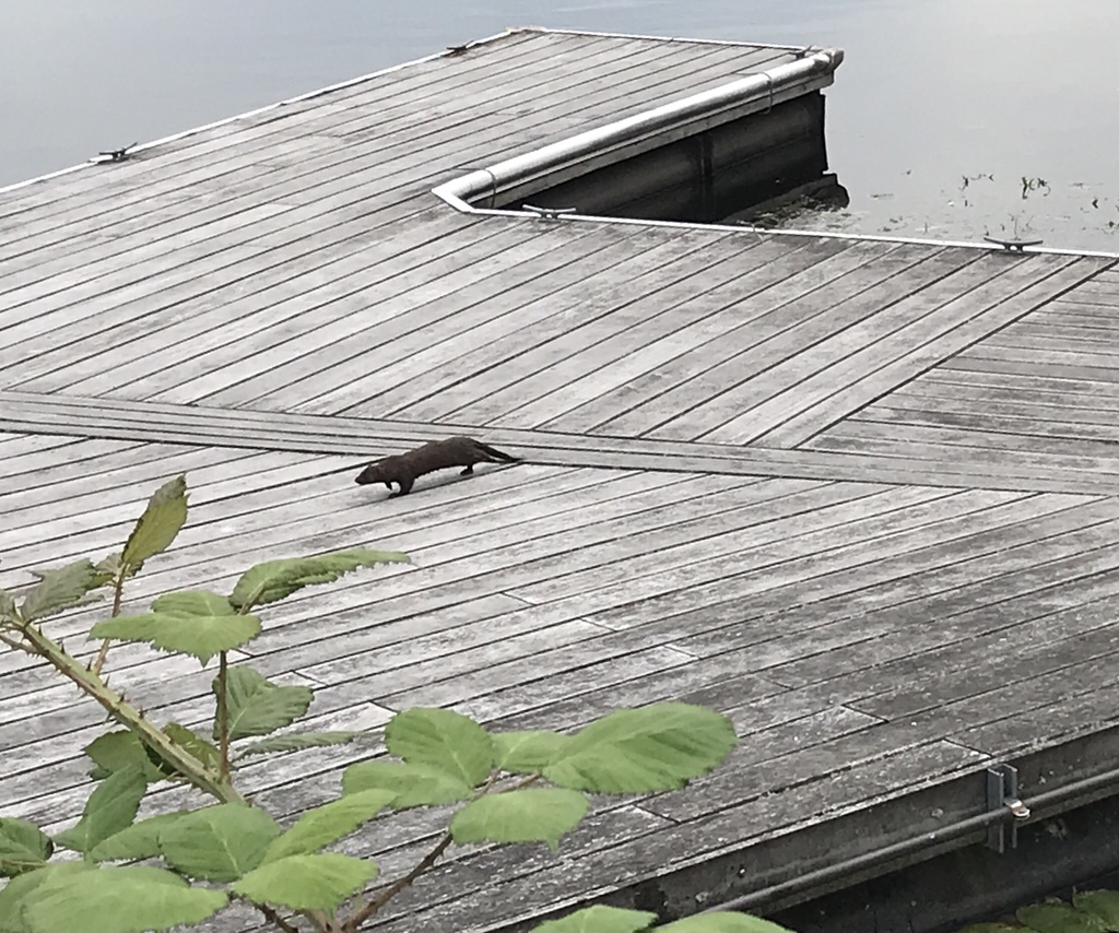 American Mink from University of Washington, Seattle, WA, US on July 9 ...