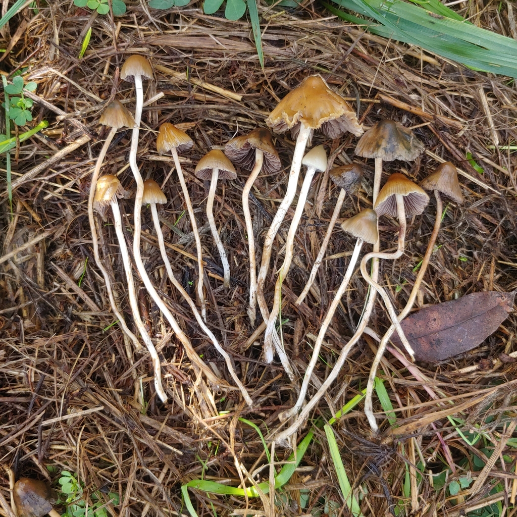 Liberty Cap in October 2024 by James Conway · iNaturalist