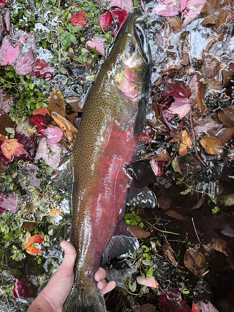 Coho Salmon from Pennsylvania Ave, Harbor Springs, MI, US on October 23 ...
