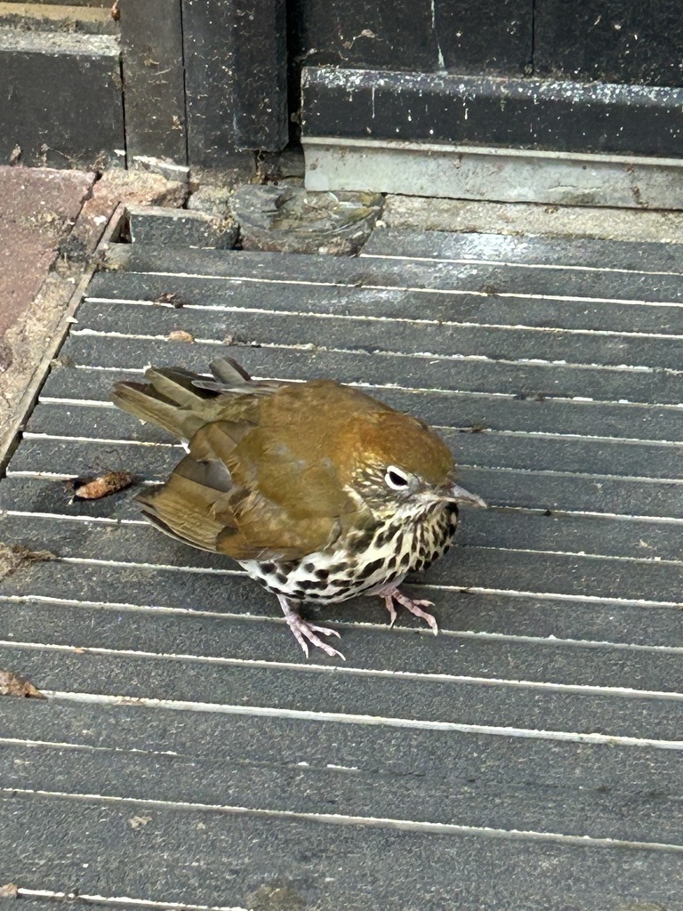Wood Thrush from Georgia Institute of Technology, Atlanta, GA, US on ...