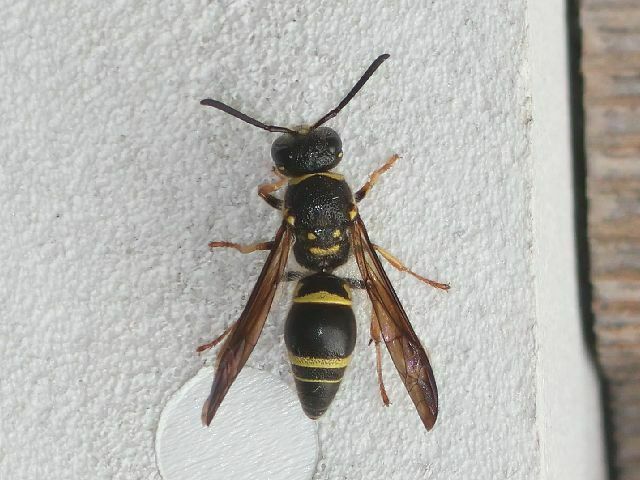 Smiling Mason Wasp from Jones Beach, Nassau County, NY, USA on October ...