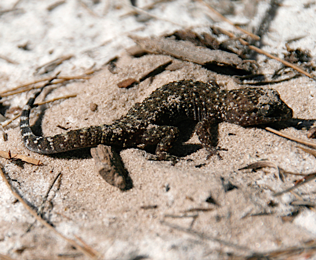 Common Prickly Gecko from Byfield NP, Stockyard QLD, Australia on July ...
