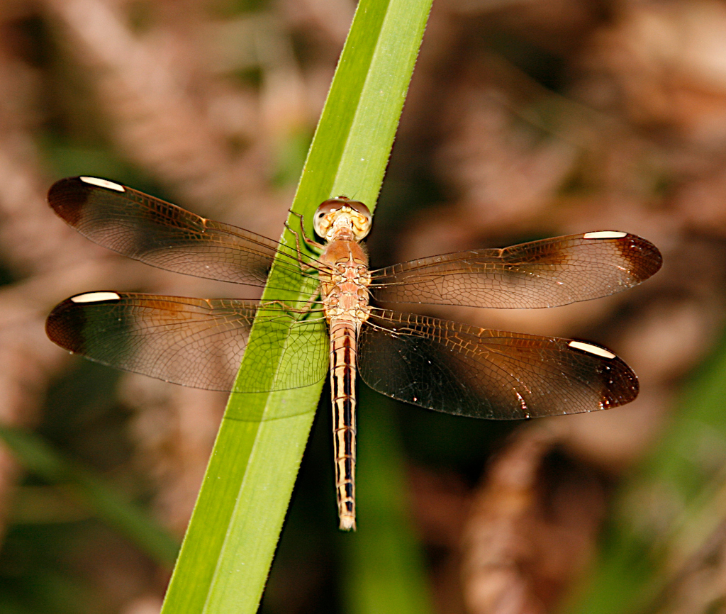 Painted Grasshawk from Byfield NP, Stockyard QLD, Australia on July 20 ...