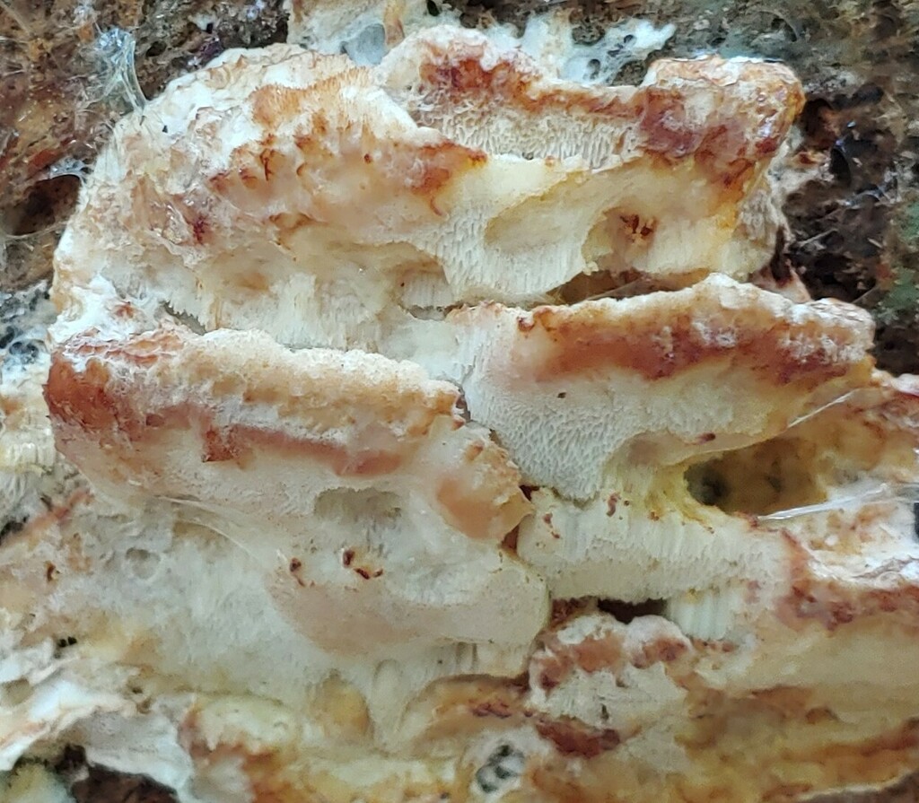 brown-staining cheese polypore from Dekalb County, GA, USA on October ...