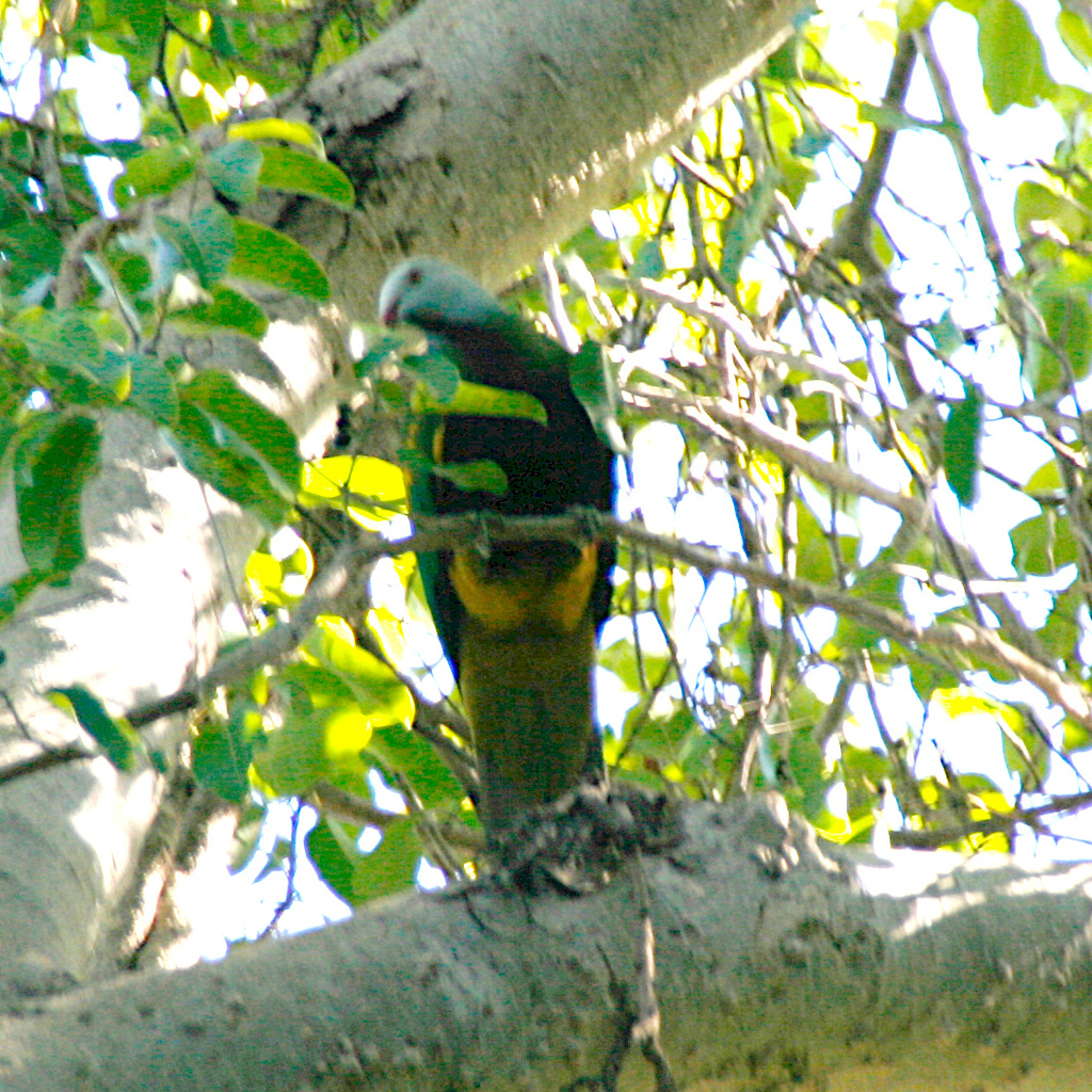 Wompoo Fruit Dove from Byfield NP, Stockyard QLD, Australia on July 21 ...