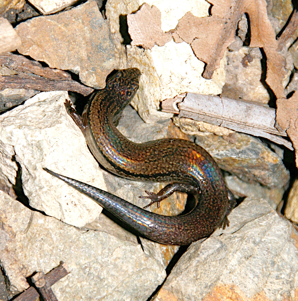 Skinks from Byfield NP, Stockyard QLD, Australia on July 21, 2010 at 10 ...