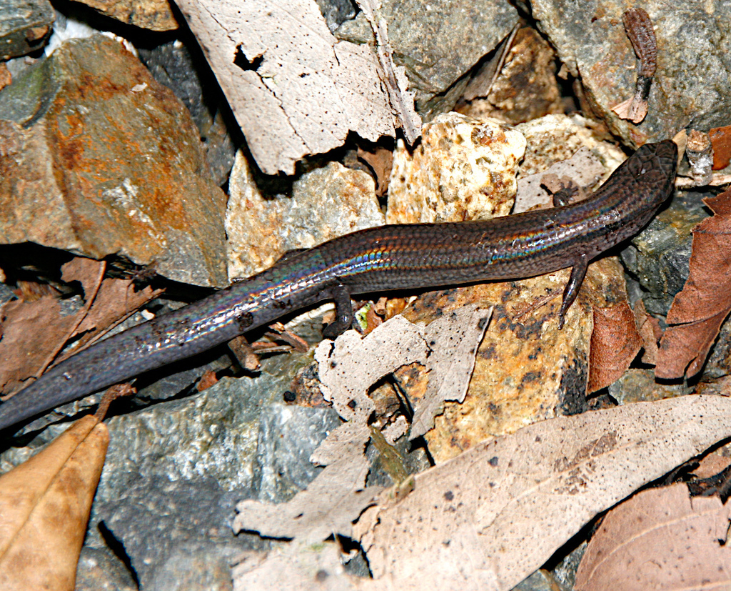 Skinks from Byfield NP, Stockyard QLD, Australia on July 21, 2010 at 10 ...