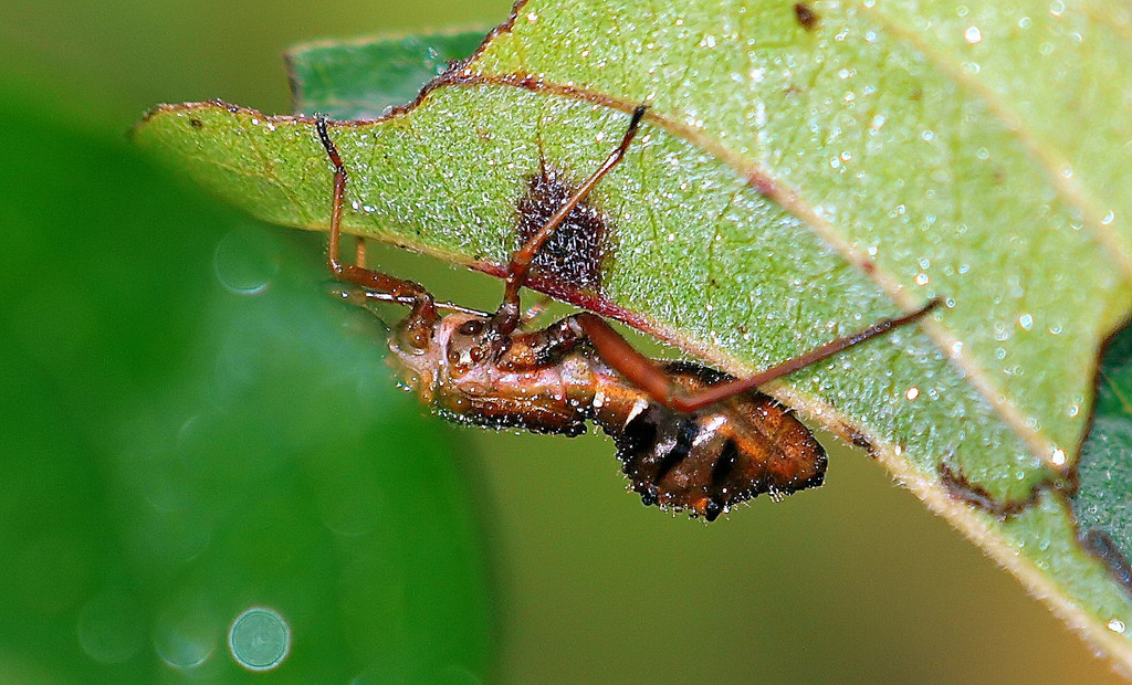 Texas Bow-legged Bug from Spring Creek Forest Preserve 1770 Holford Rd ...