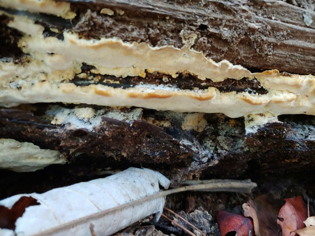 brown-staining cheese polypore from Dekalb County, GA, USA on October ...