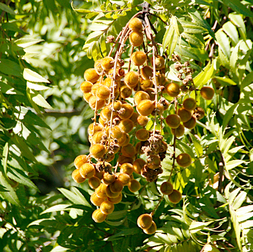Fern Top from Byfield NP, Stockyard QLD, Australia on July 21, 2010 at ...