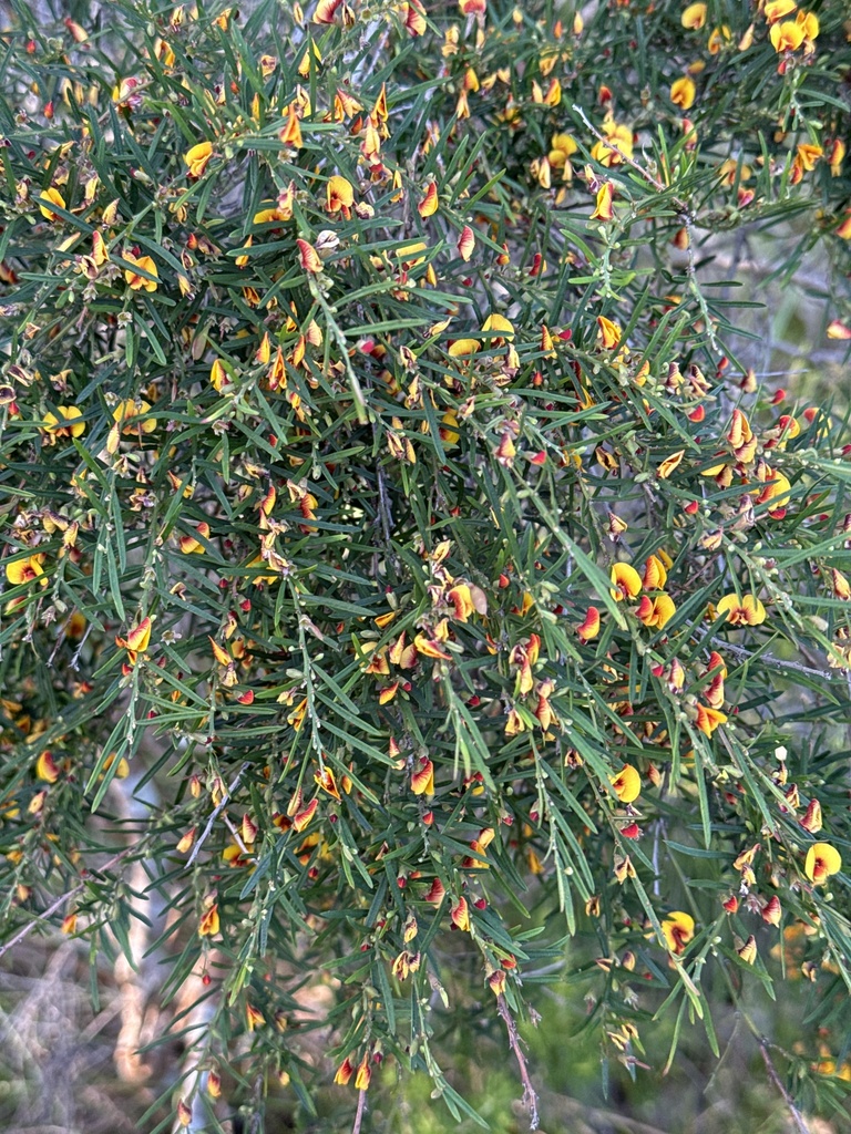 Yellow Bossiaea from Boronia St, Mount Clarence, WA, AU on October 24 ...