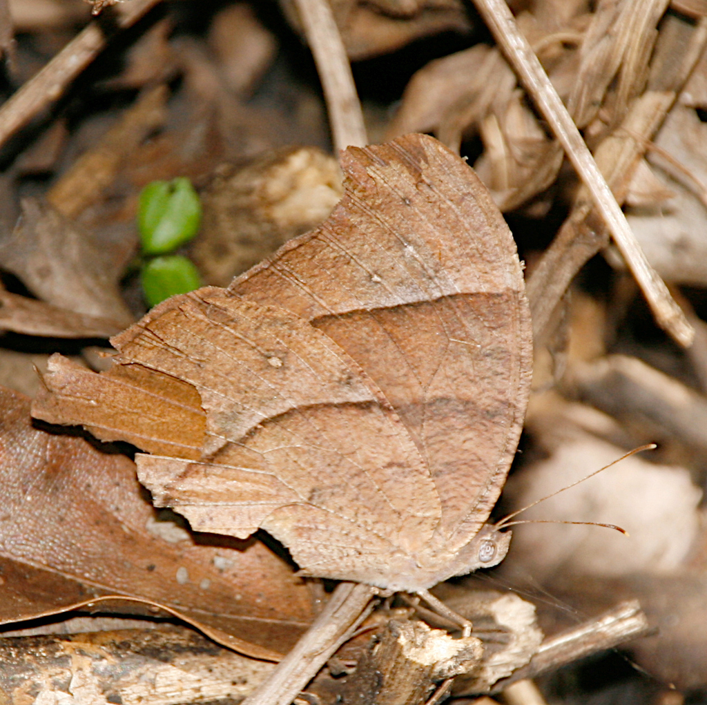Common Evening Brown from Byfield NP, Stockyard QLD, Australia on July ...