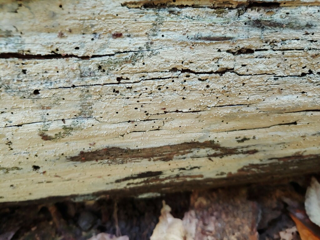 Hyphoderma from Dekalb County, GA, USA on October 23, 2024 at 11:48 AM ...