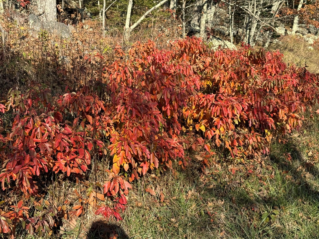 sassafras from George Washington & Jefferson National Forests, Roseland ...