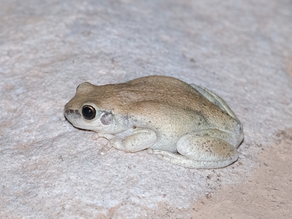 Desert Tree Frog from Flinders Ranges, SA, AU on October 22, 2024 at 09 ...