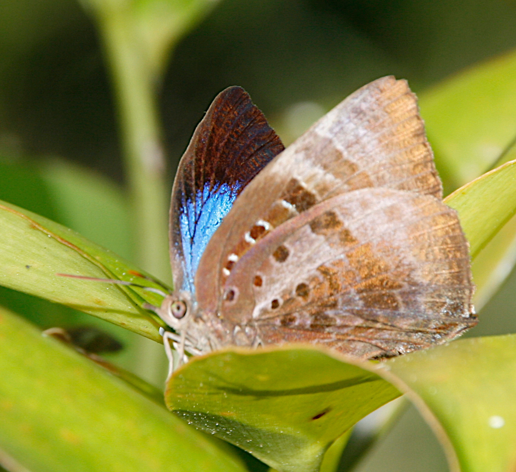Shining Oak-blue from Byfield NP, Stockyard QLD, Australia on July 21 ...