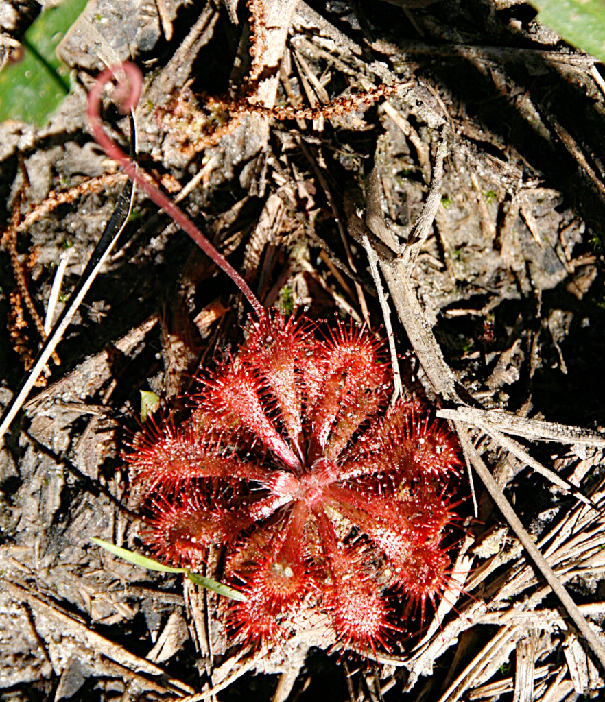 Rosy Sundew from Byfield NP, Stockyard QLD, Australia on July 21, 2010 ...