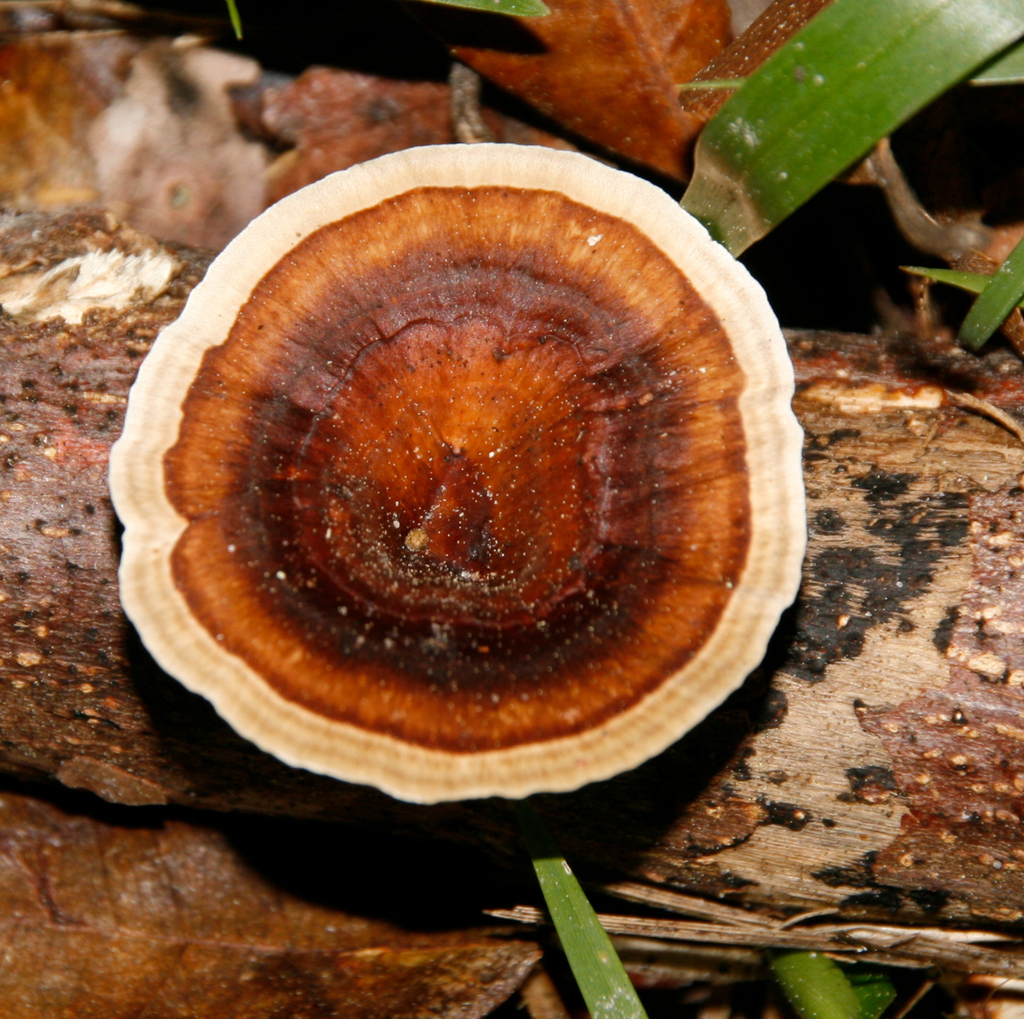 yellow stemmed micropore from Byfield NP, Stockyard QLD, Australia on ...