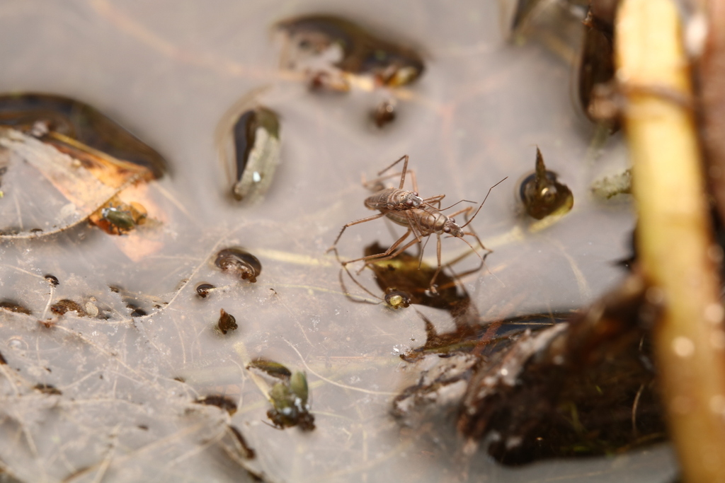 Mulsant's Water Treader from Prince George's County, MD, USA on October ...