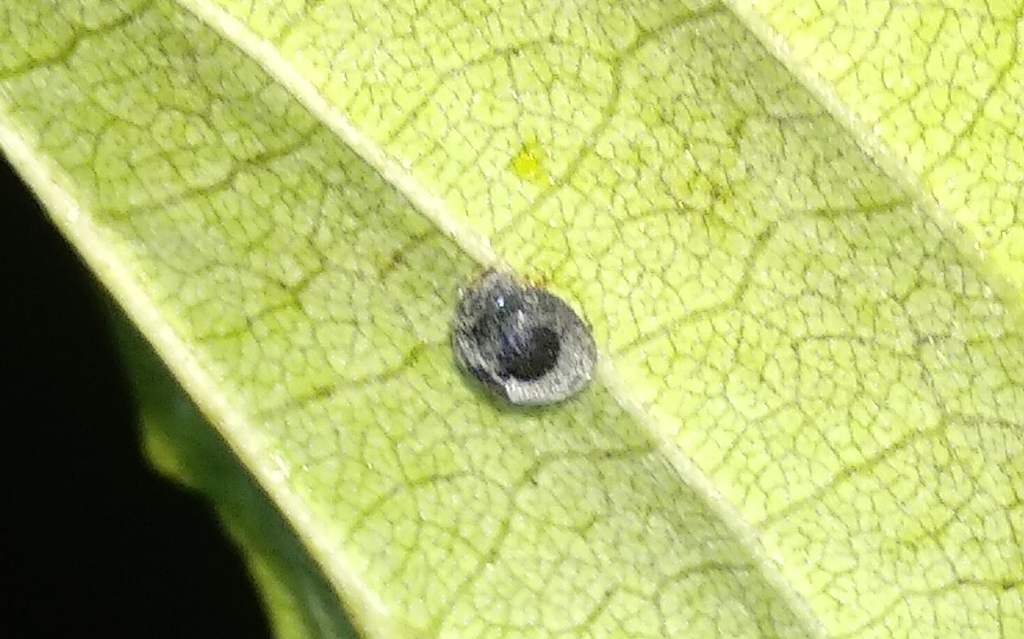 Azya from Luis Donaldo Colosio, 77728 Playa del Carmen, Q.R., México on ...